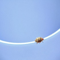 Turkey Brie Apple Panini