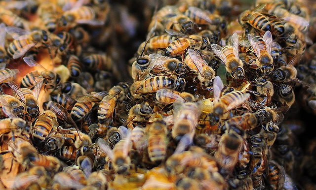 The Buzz | She Wears Many Hats