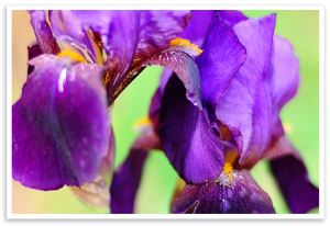 Iris